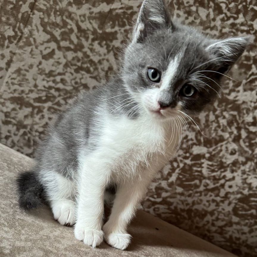 Котенок