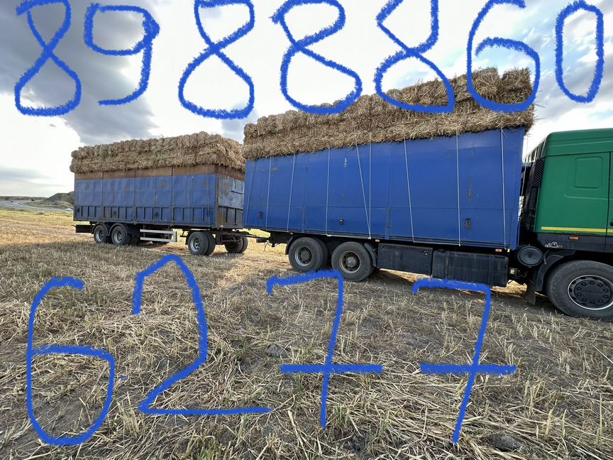 Сено, Суданка