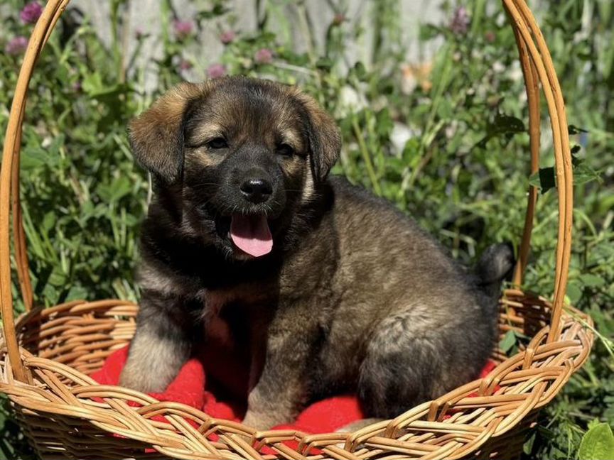 Щенок девочка 1,5 мес