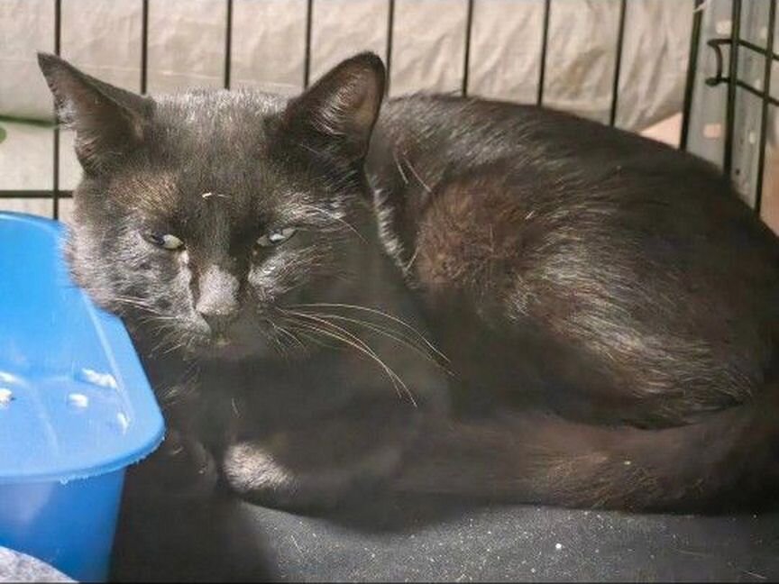 Чёрный кот в добрые руки