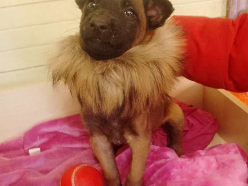 Бельгийская овчарка малинуа щенок