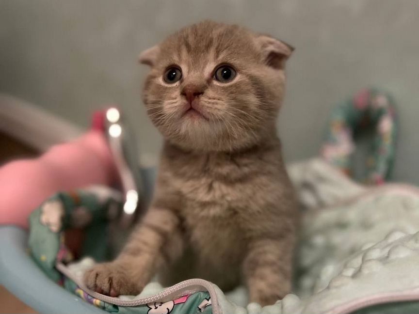Шатланские вислоухие котята