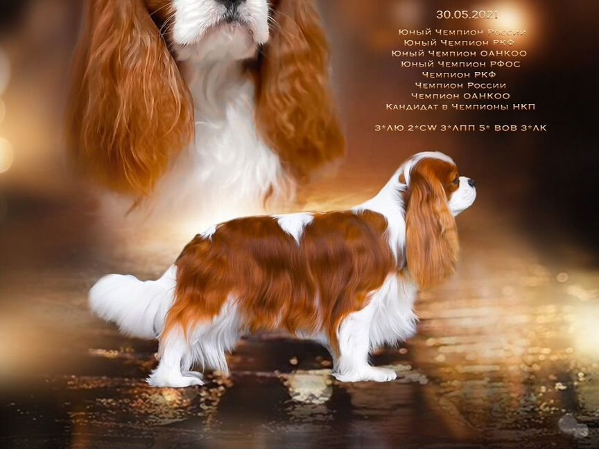 Вязка Кавалер Брандо