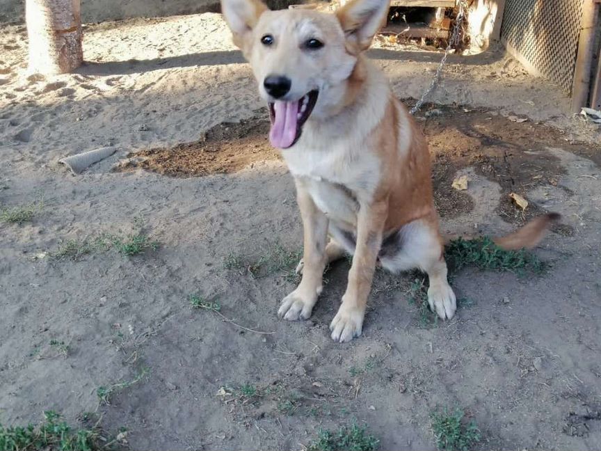 Фиона ищет дом