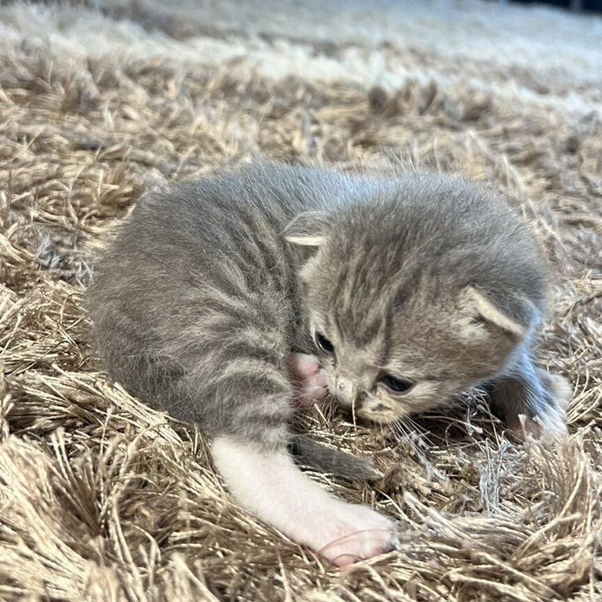 Котята шотландские