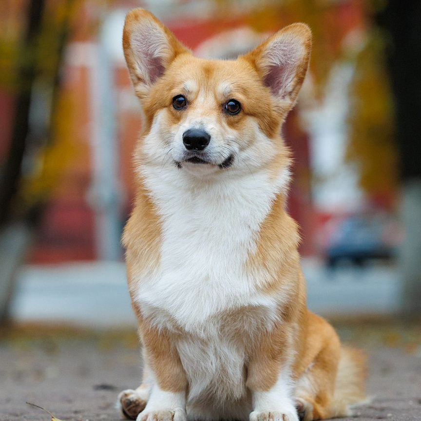 Вельш Корги Пемброк, вязка