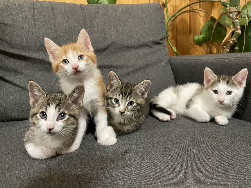 Котята в добрые руки мальчики бесплатно