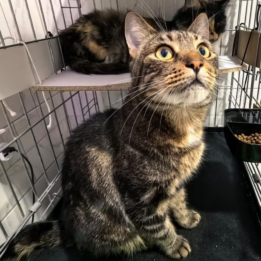 Взрослый кот в добрые руки