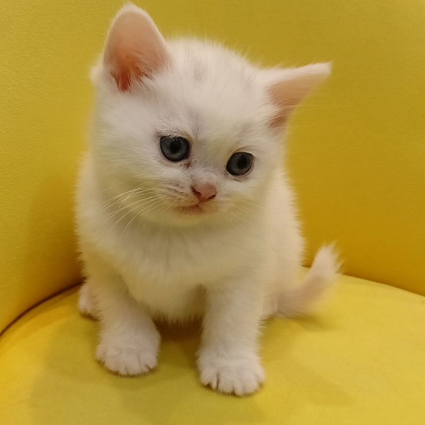 Шотландский вислоухий короткошёрстный котёнок