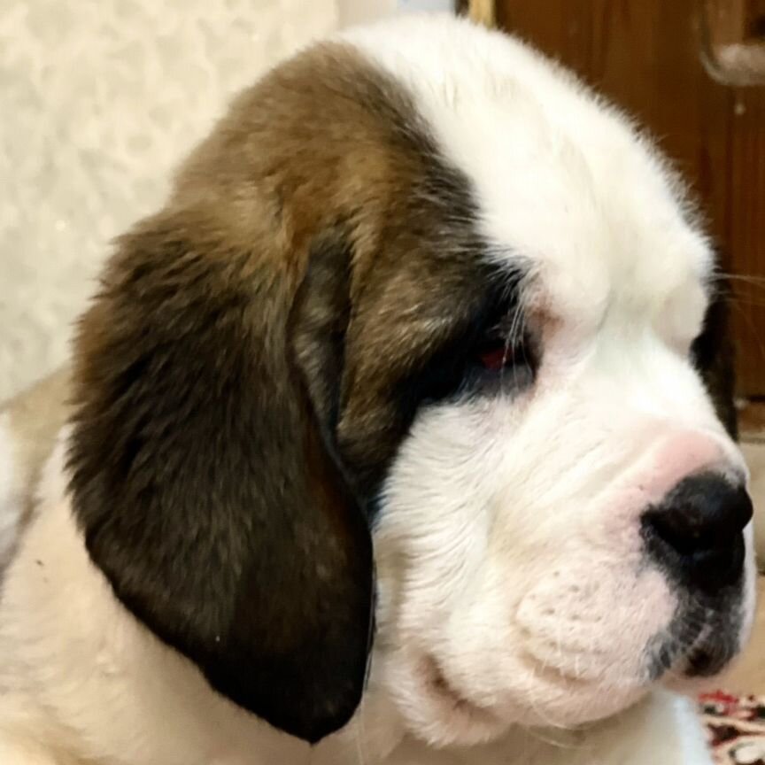 Сенбернар, щенок