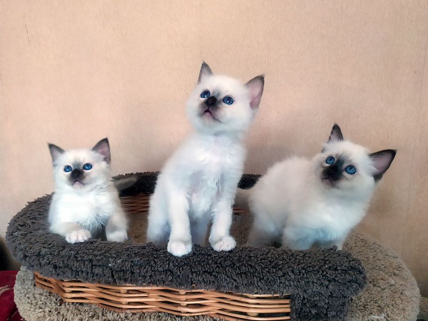 Котята редкой породы Священная бирма