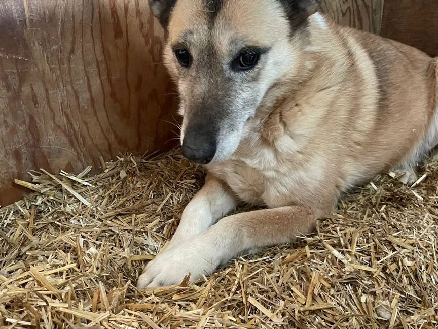 Милая старенькая собачка ждет в приюте