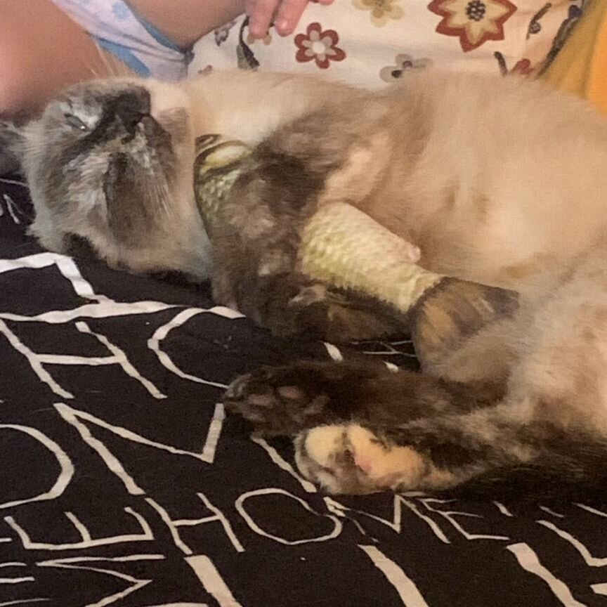 Сиамская кошка, взрослая