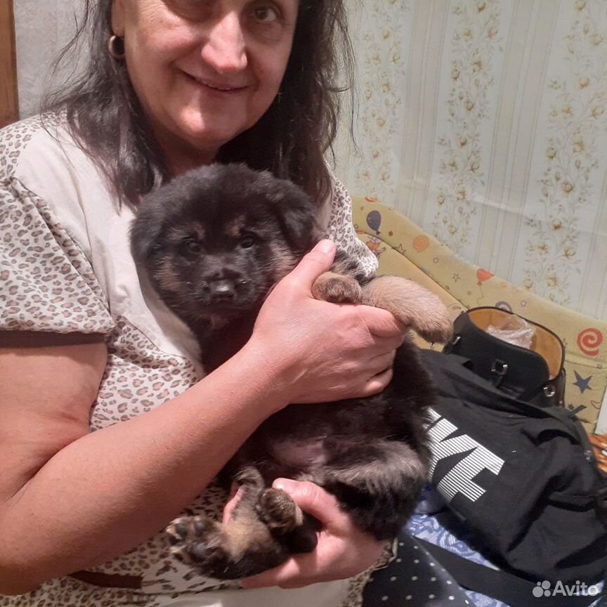 Продам немецкую овчарку