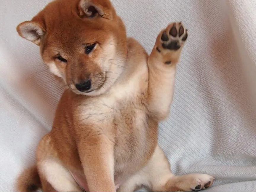 Детки сиба ину