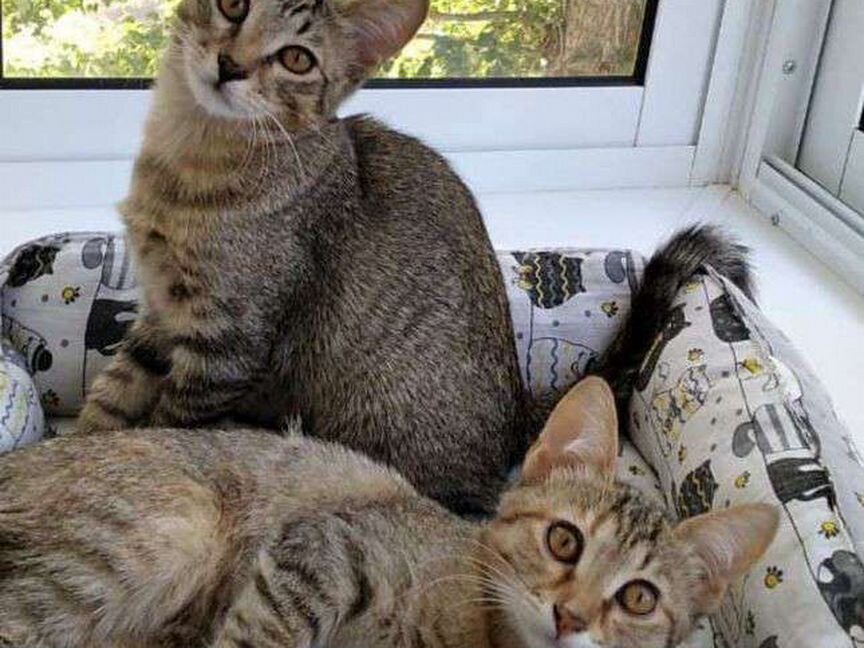 Подосатые котята., 3,5 месяца