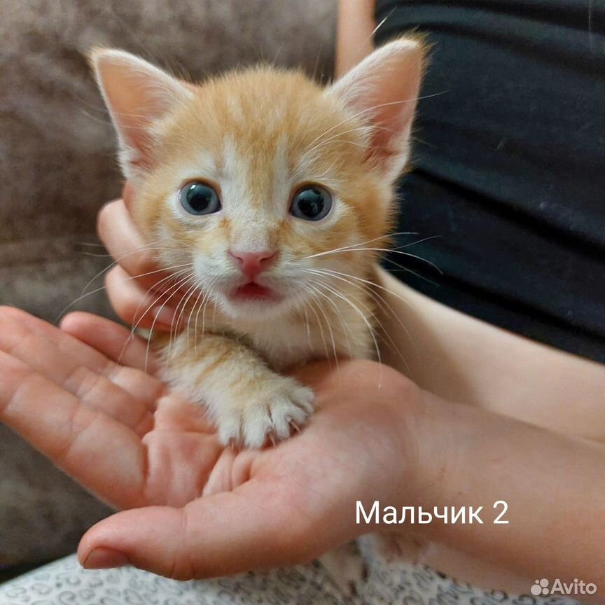 Отдам котят в добрые руки