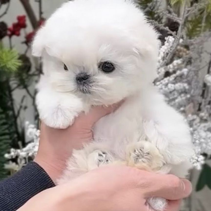 Мальтийская болонка микро из Кореи