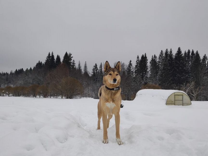 Охотничьи собаки щенки