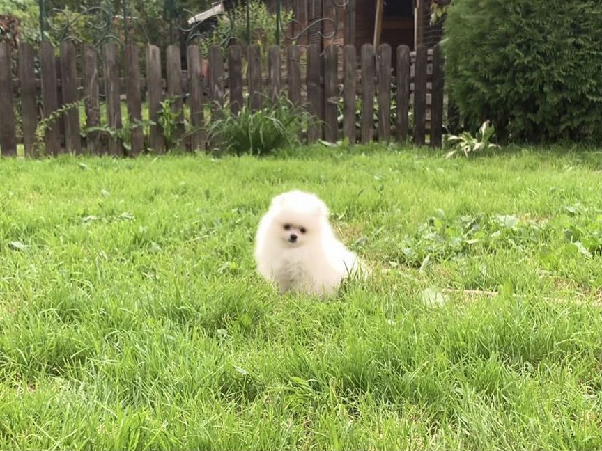 Белый мальчик micro