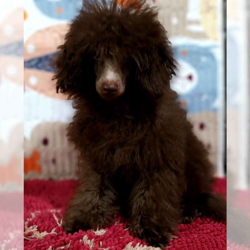 Той-пудель, щенок