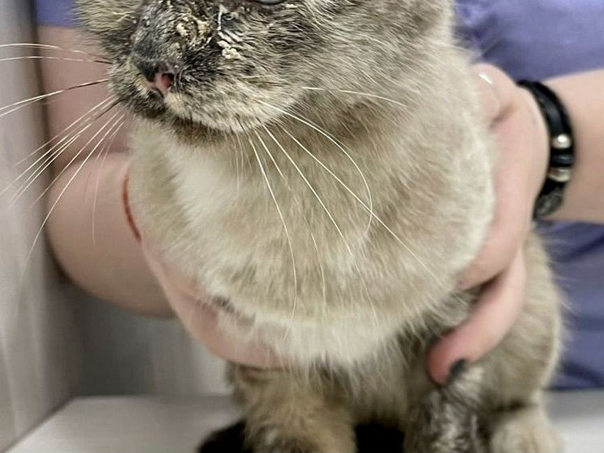 Нужна передержка/дом