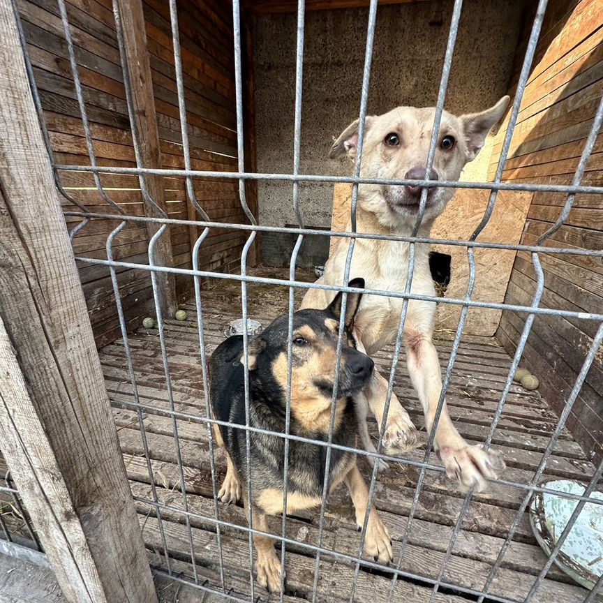 Взрослый пёс в добрые руки