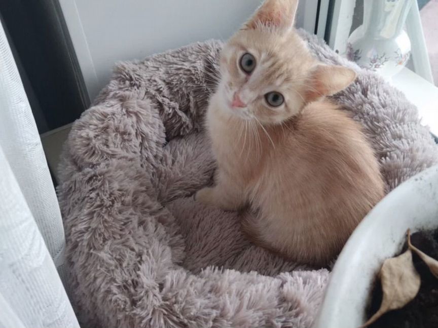 Лежанка для котят