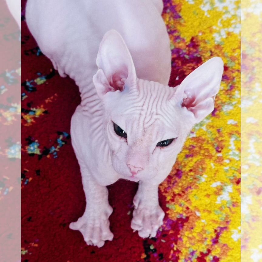 Донской сфинкс котёнок