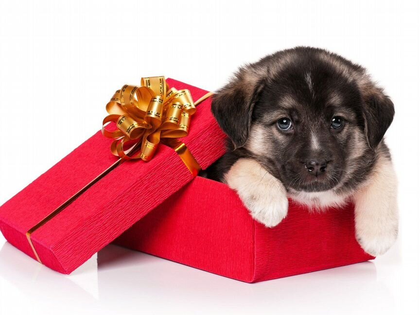 Щенки немецкой овчарки -Друг и компаньон защита