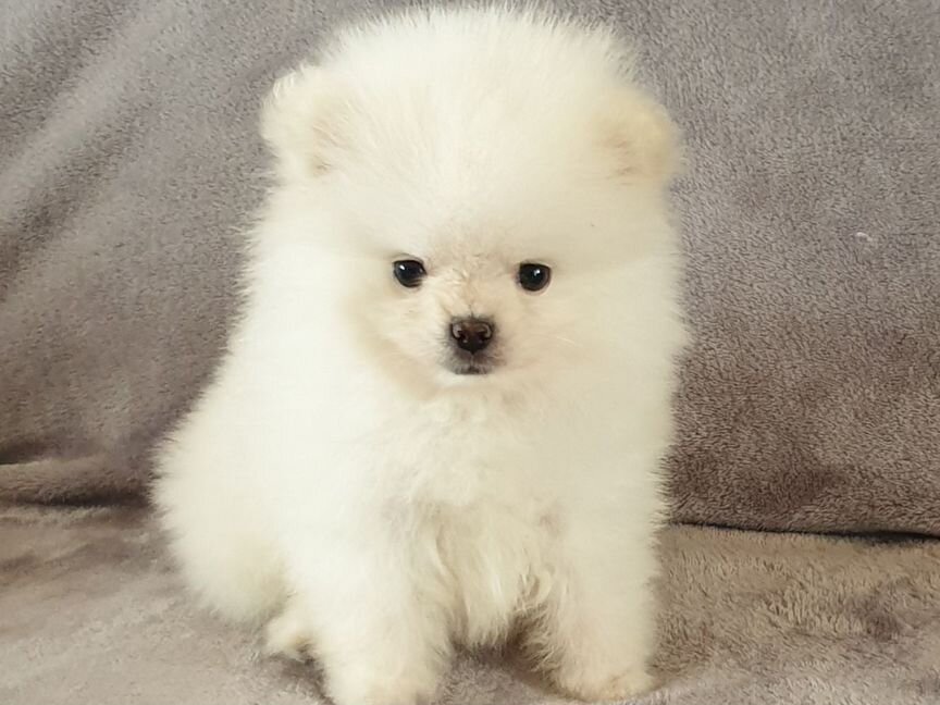 Померанский шпиц (мальчик)