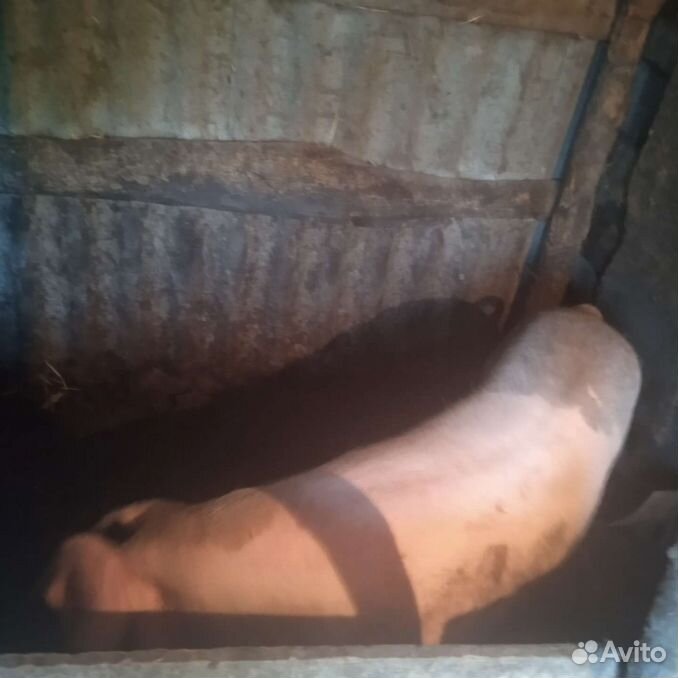 Кабан и свинья