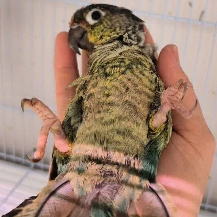 Птенчик пиррура выкормыш