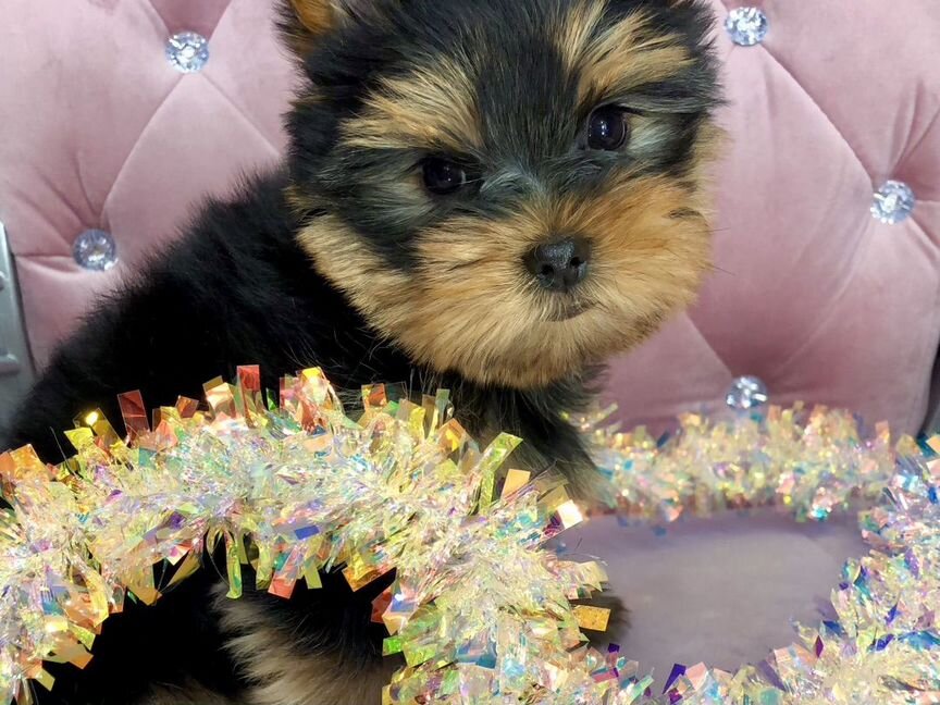 Малыш йорка мальчик РКФ