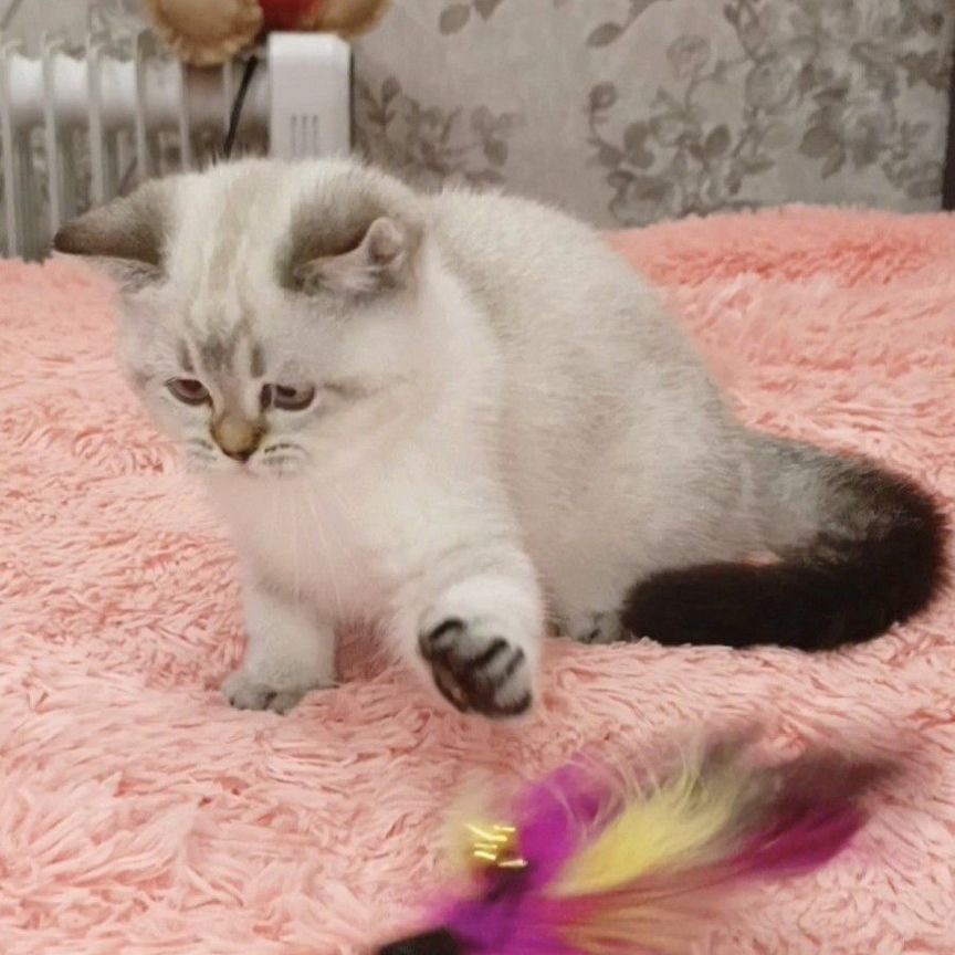 Шиншилловые котодетки колор-пойнт