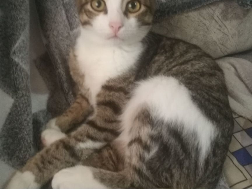 Котёнок