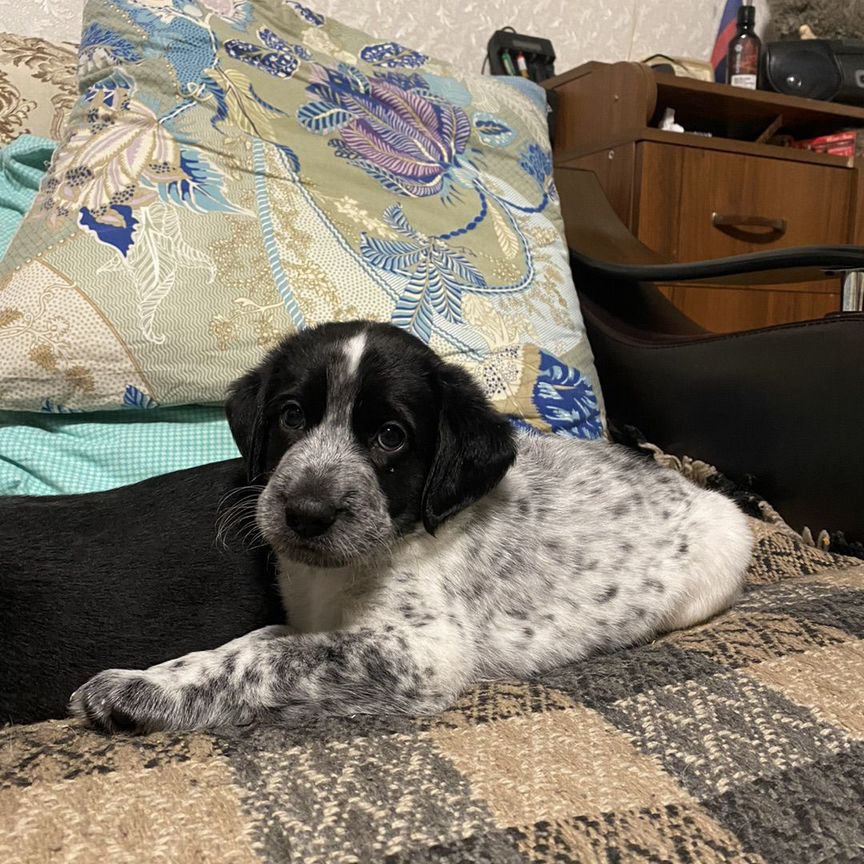 Щенок спаниеля