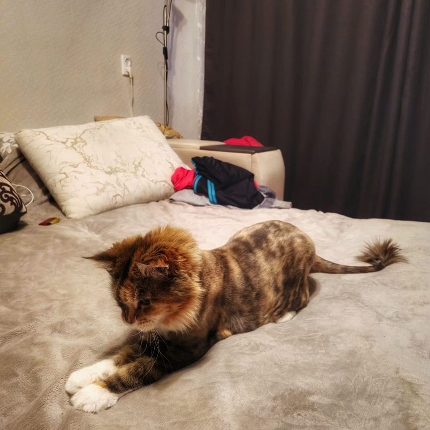 Кошки в добрые руки