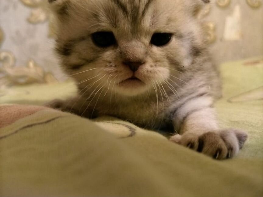 Шикарный Шотландский котик