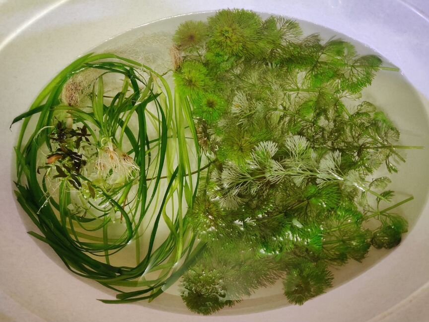 Аквариумные растения