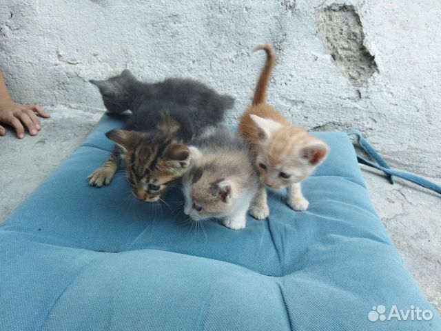 Котята в добрые руки