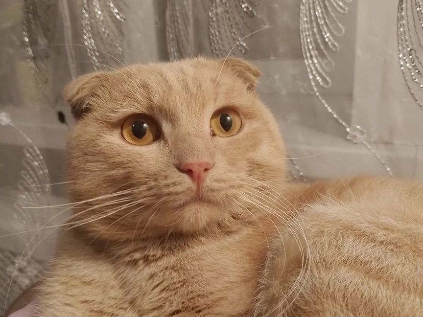 Вислоухий кот Бантик