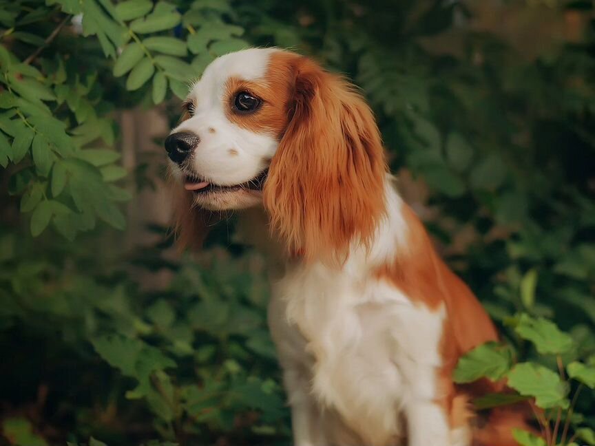 Кавалер Кинг чарльз спаниель девочка