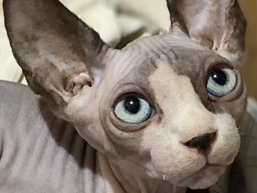 Канадский сфинкс