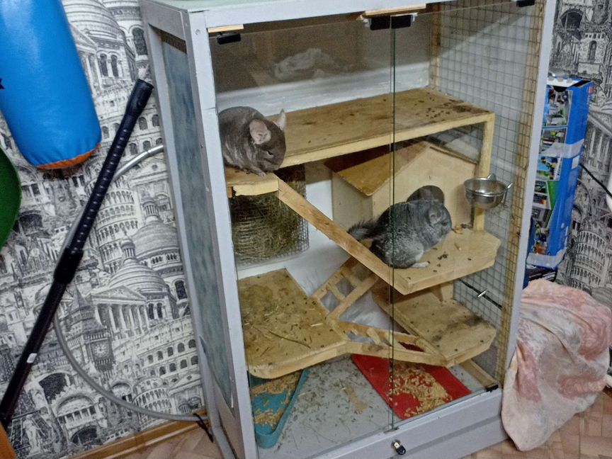 Шиншилла + витрина
