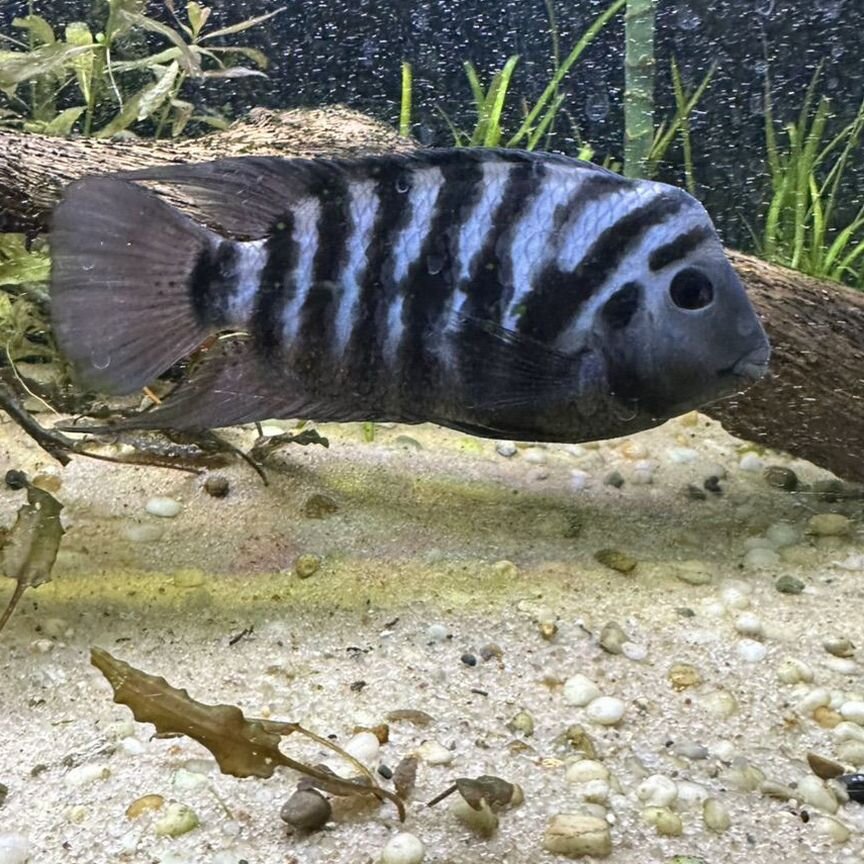 Цихлиды чернополосые