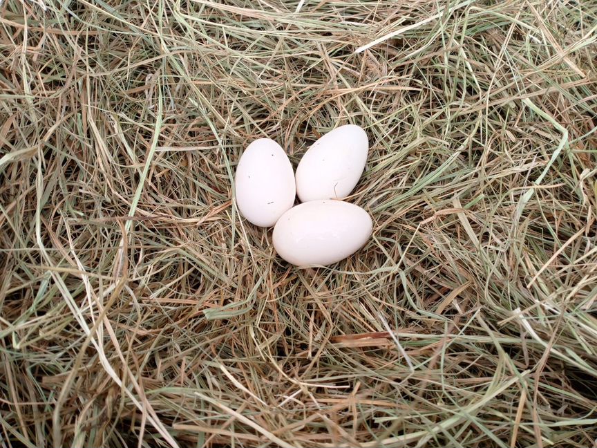 Продам гусей