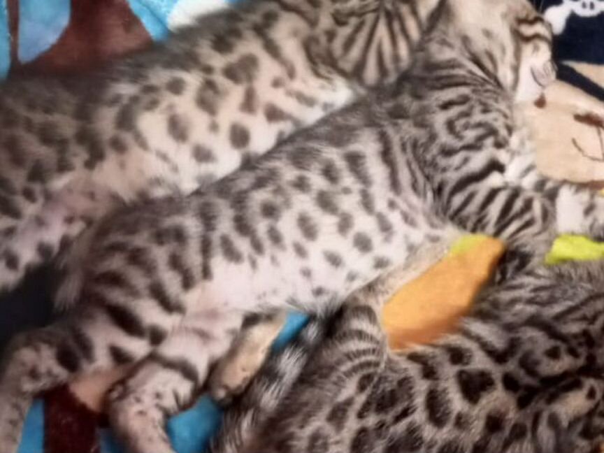 Бенгальские котята, Бенгалы