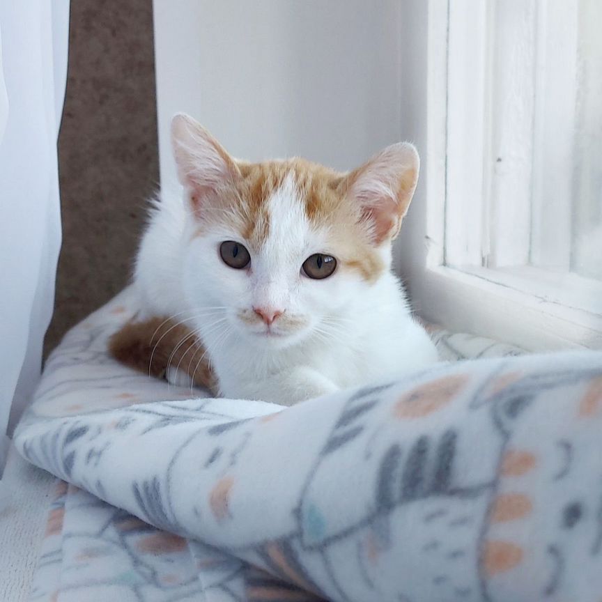 Милый котенок в добрые руки