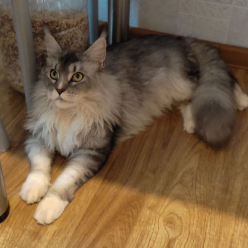 Отдам кошку мейн-кун